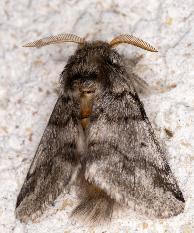 Reconnaître la chenille processionnaire du chêne - Polleniz