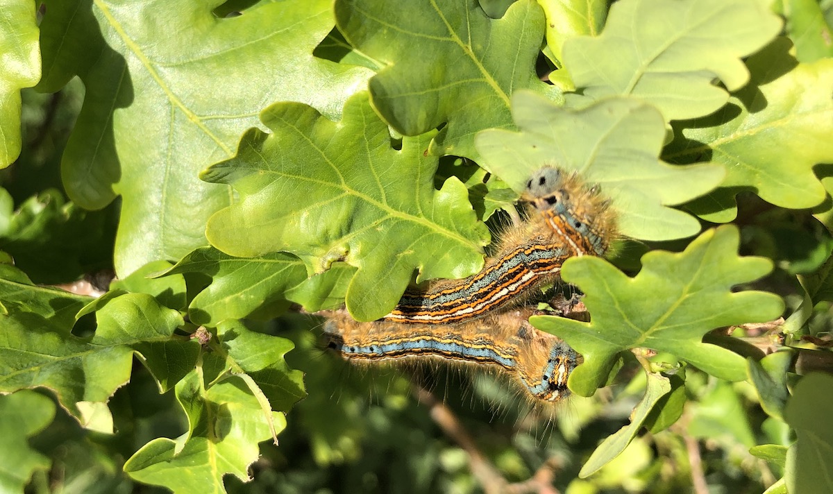 Reconnaître la chenille processionnaire du chêne - Polleniz