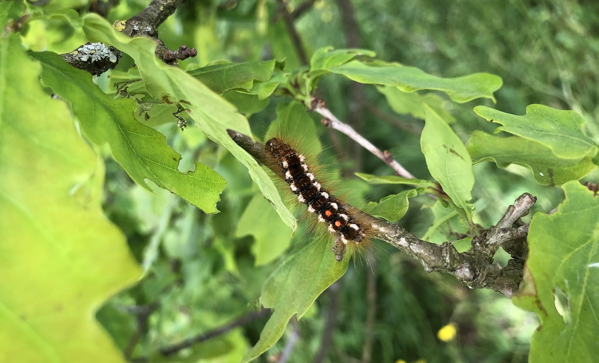 Reconnaître la chenille processionnaire du chêne - Polleniz