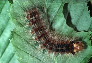 Reconnaître la chenille processionnaire du chêne - Polleniz
