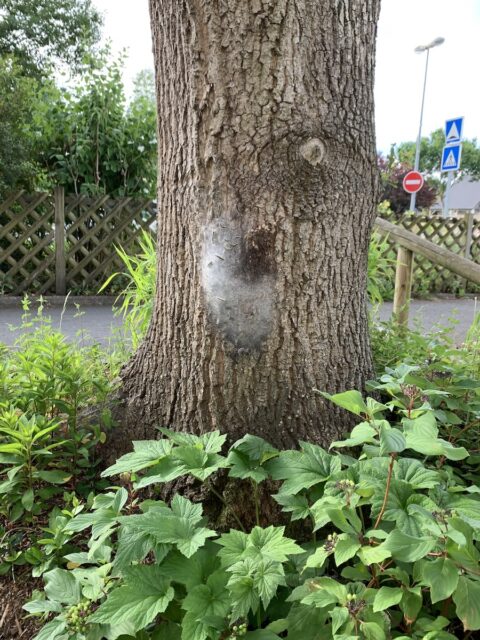 Reconnaître la chenille processionnaire du chêne - Polleniz
