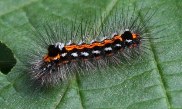 Reconnaître la chenille processionnaire du chêne - Polleniz