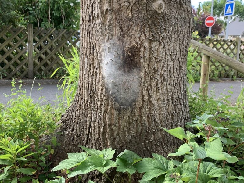 Reconnaître la chenille processionnaire du chêne - Polleniz
