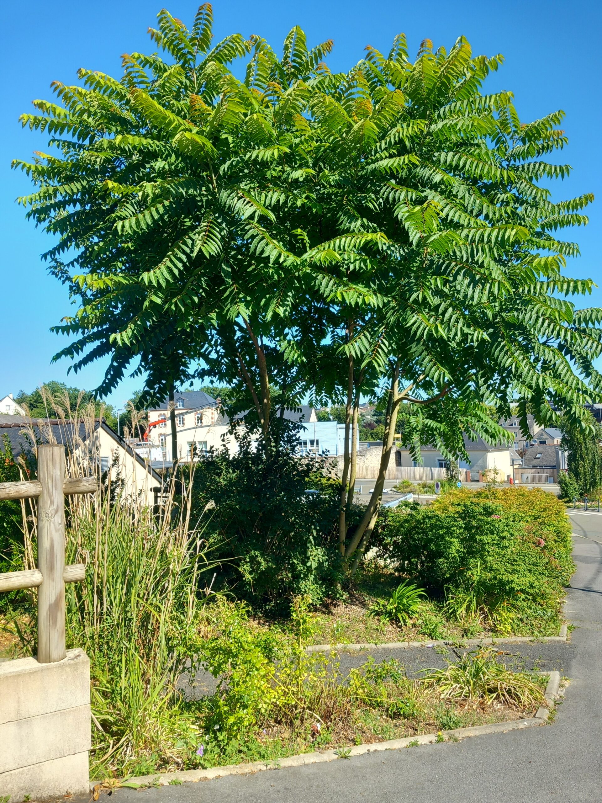 Ailanthus altissima, comment la reconnaît-on